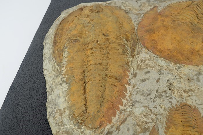 HUGE 4 Cambrian Period Trilobite Fossils Slate Rock North America 10" 9 ...